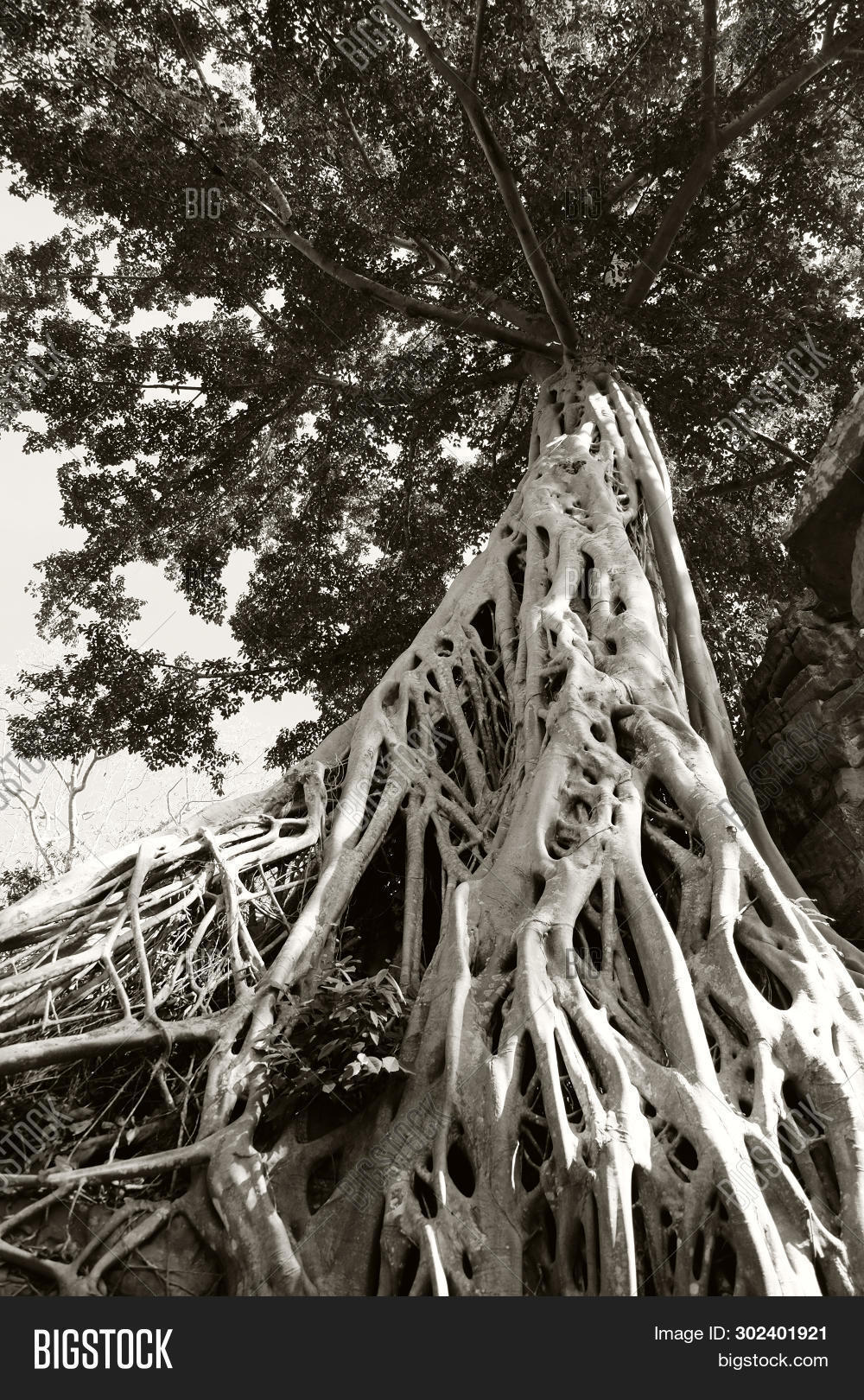 Huge White Roots Image & Photo (Free Trial) | Bigstock