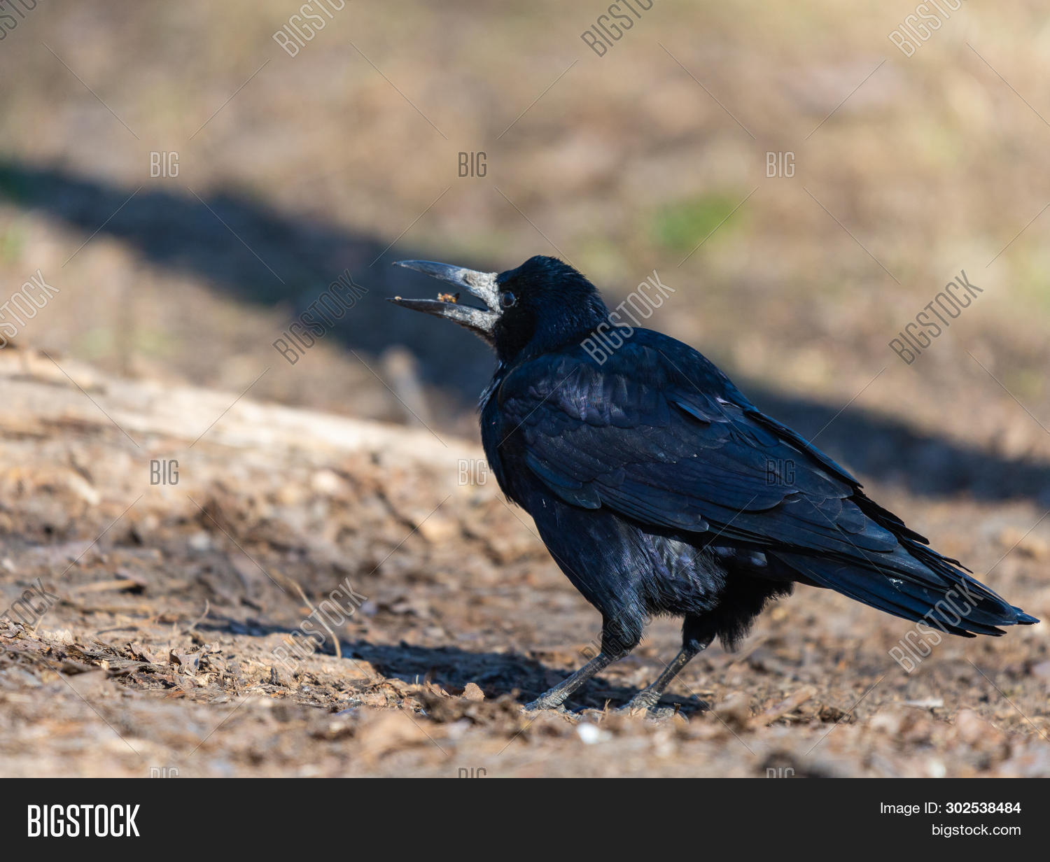 Black Rook Bird Looks Image & Photo (Free Trial) | Bigstock