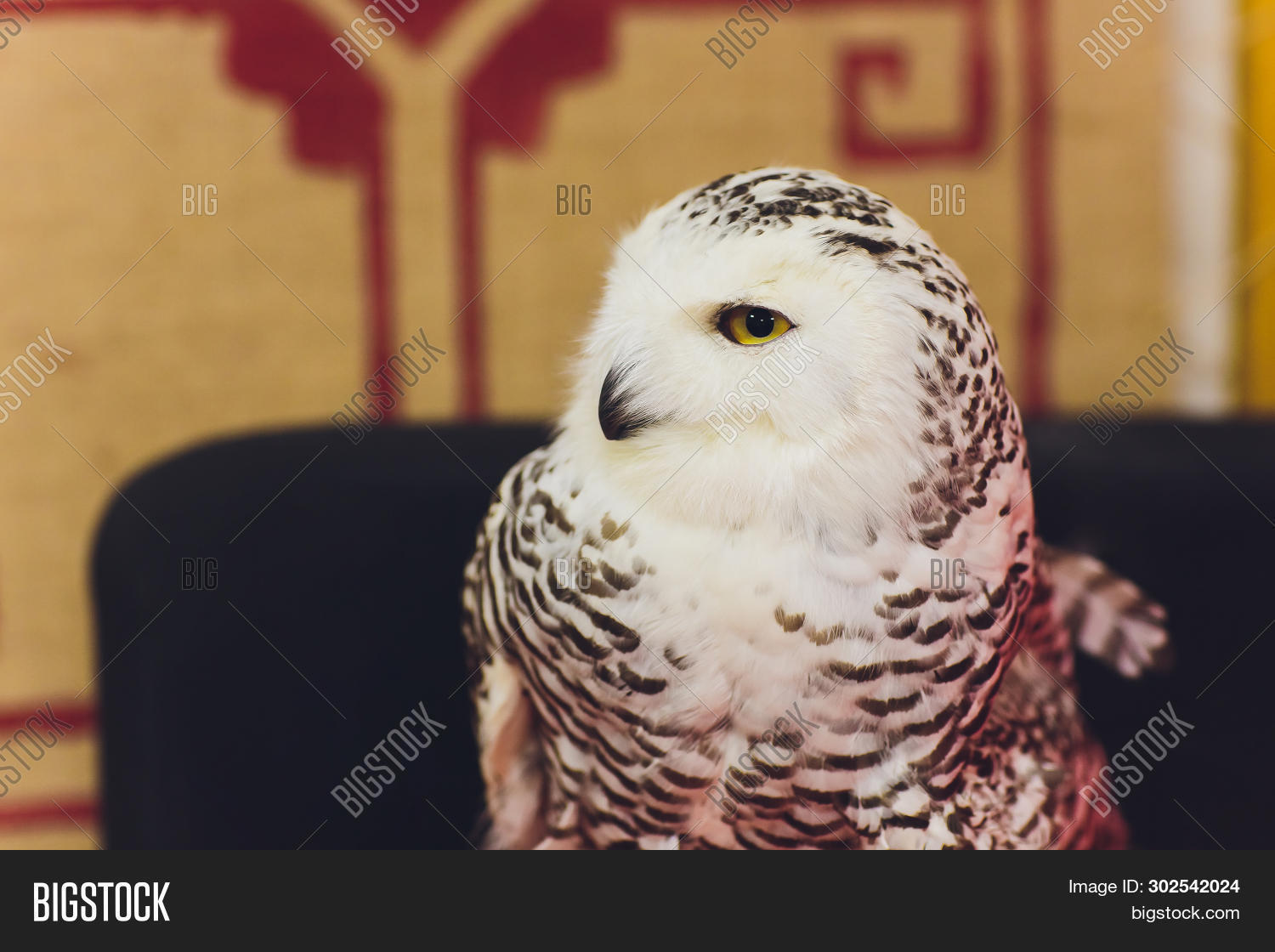 Polar Snowy Owl Sits Image & Photo (Free Trial) | Bigstock