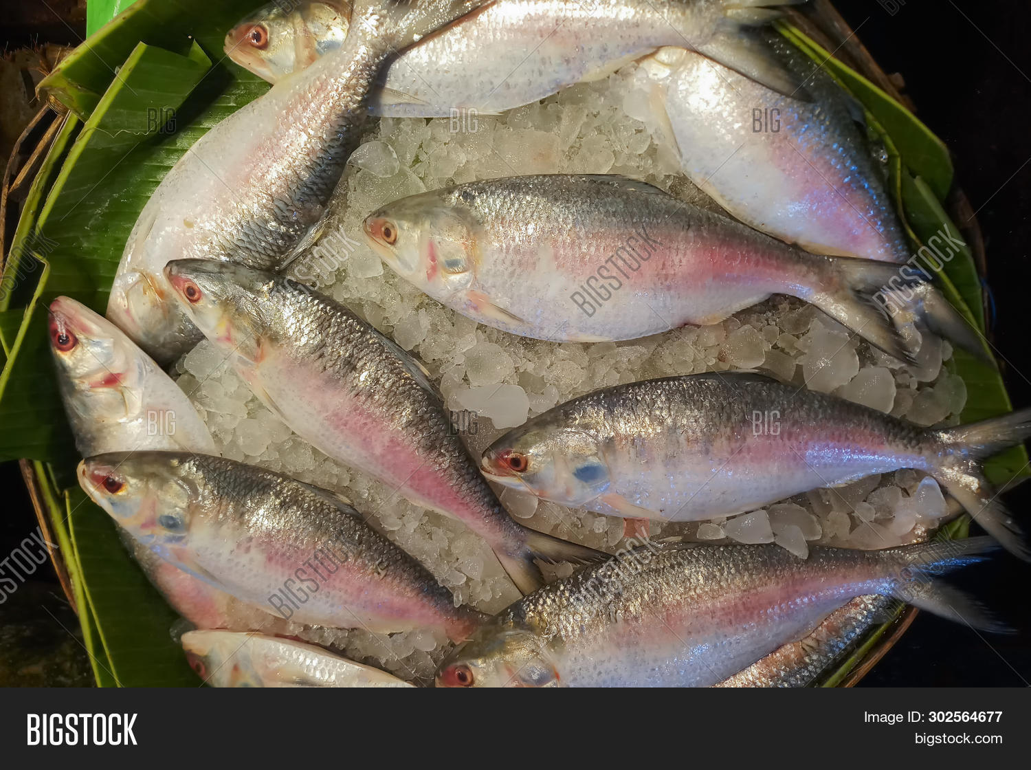 Imagen y foto Ilish Fish Being (prueba gratis) | Bigstock