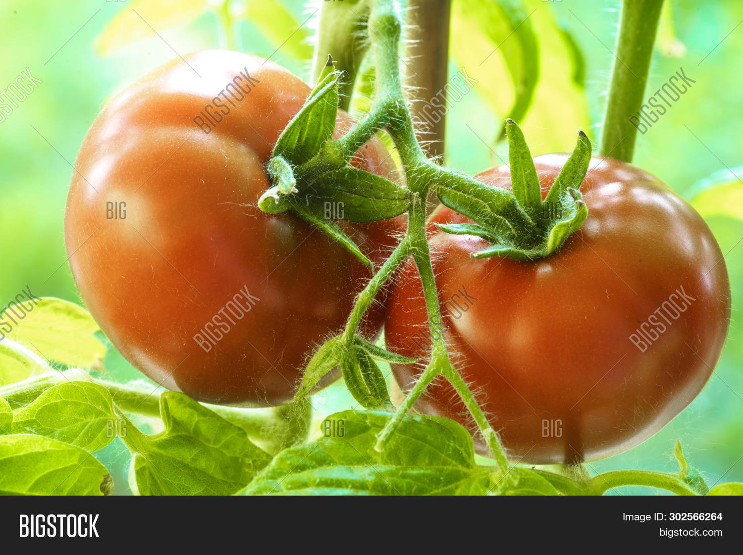 Two Tomatoes Growing Image & Photo (Free Trial) | Bigstock