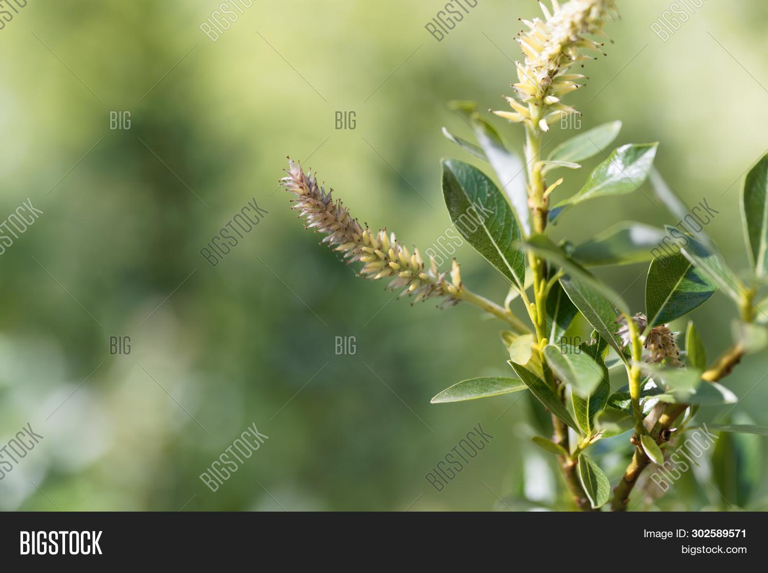 Imagen y foto Flowers Willow Tree (prueba gratis) | Bigstock