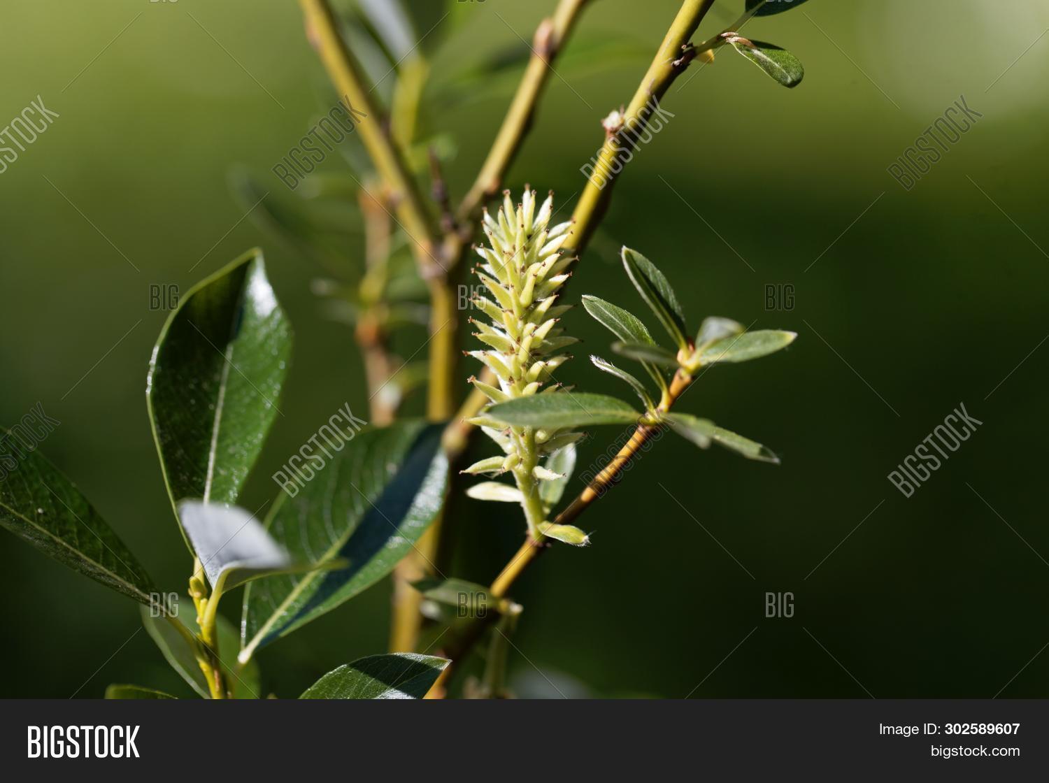Imagen y foto Flowers Willow Tree (prueba gratis) | Bigstock