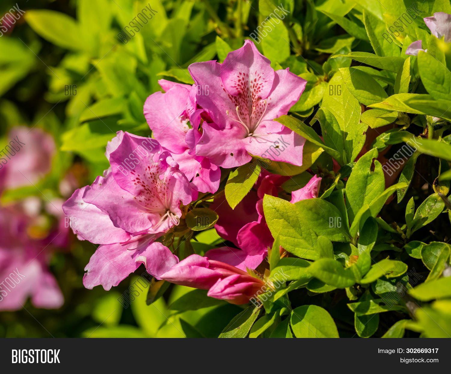 Pink Azaleas Bloom Image & Photo (Free Trial) | Bigstock