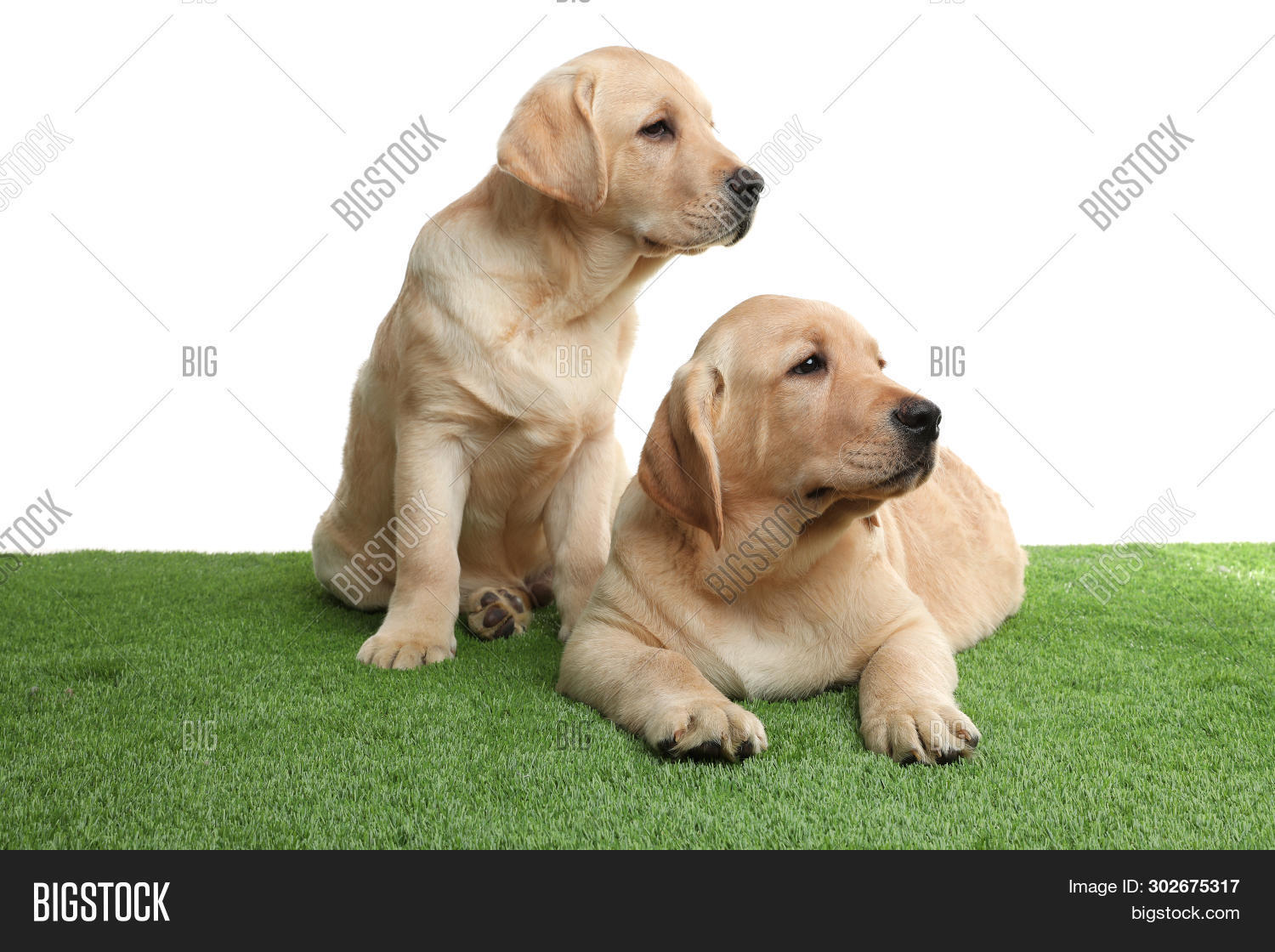 Cute Yellow Labrador Image & Photo (Free Trial) | Bigstock