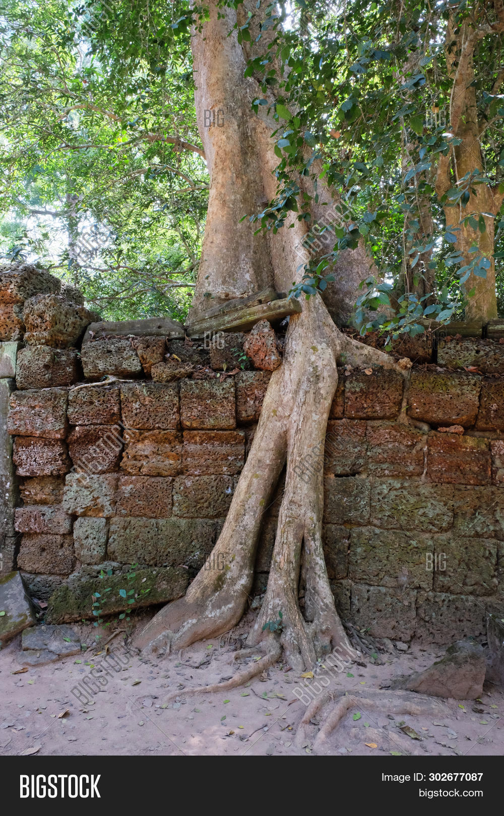 Huge Ficus Grows On Image & Photo (Free Trial) | Bigstock
