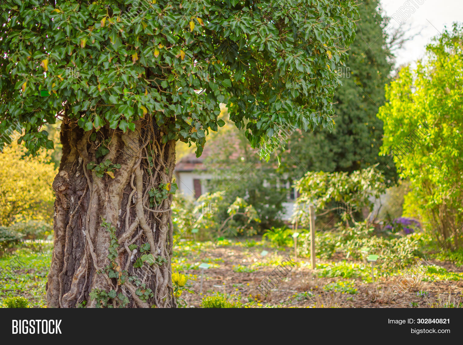 Big Tree Trunk Covered Image & Photo (Free Trial) | Bigstock