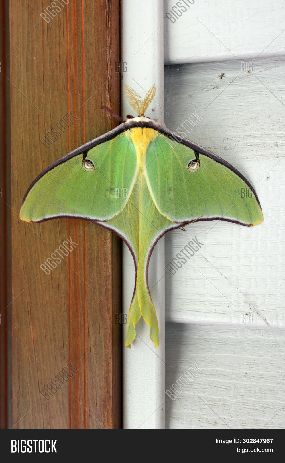 Close- Large Luna Moth Image & Photo (Free Trial) | Bigstock