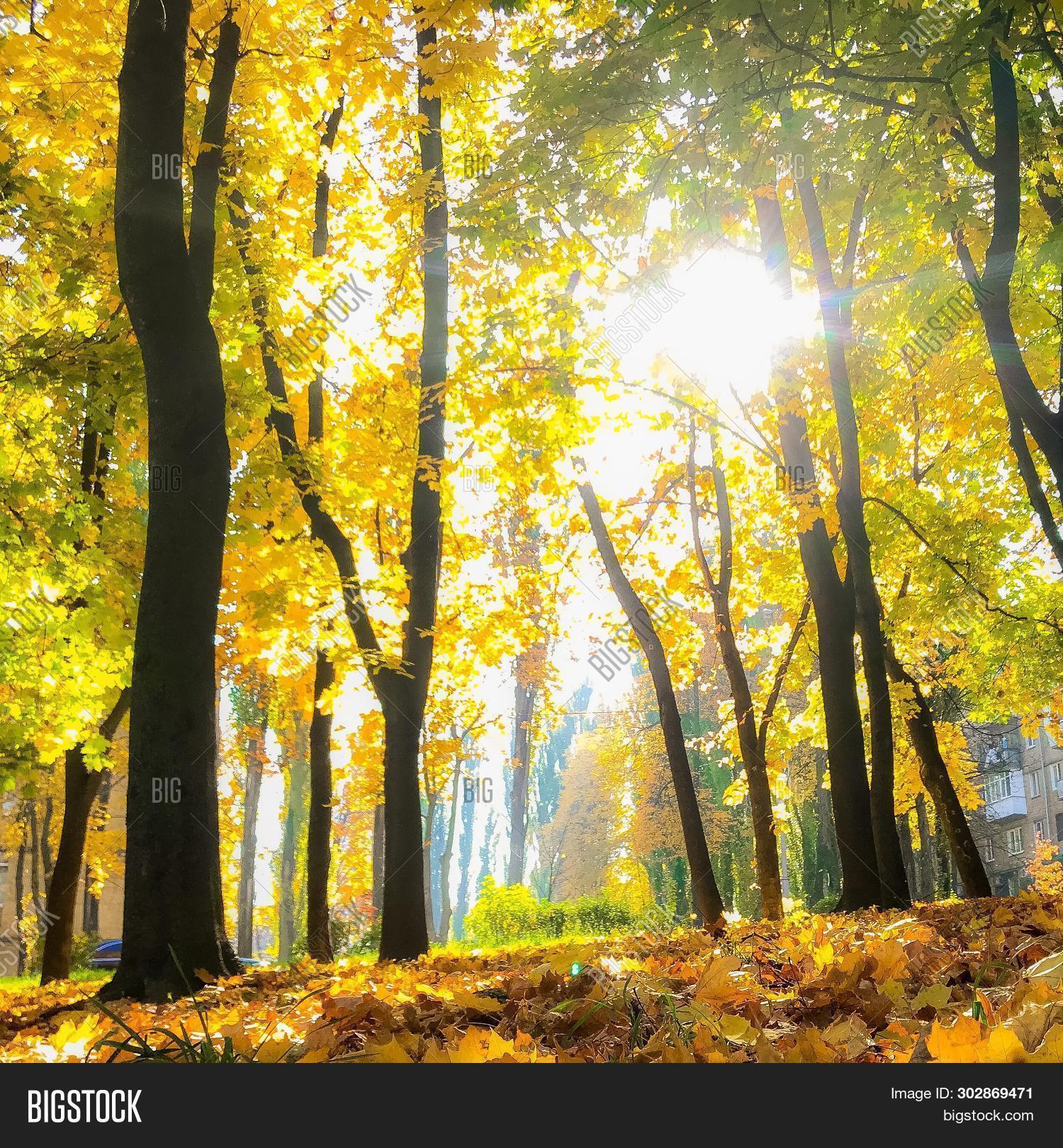 Beautiful Living Tree Image & Photo (Free Trial) | Bigstock