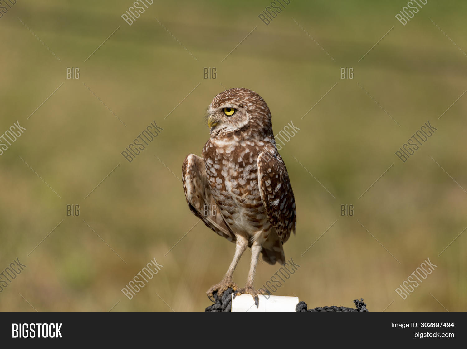 Adult Burrowing Owl Image & Photo (Free Trial) | Bigstock