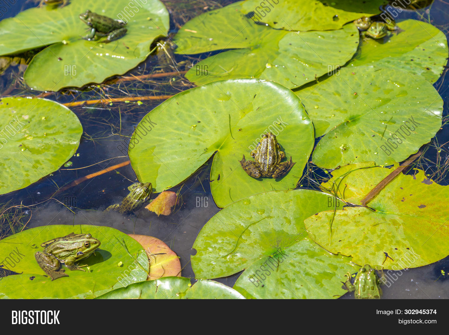 Many Frogs On Water Image & Photo (Free Trial) | Bigstock