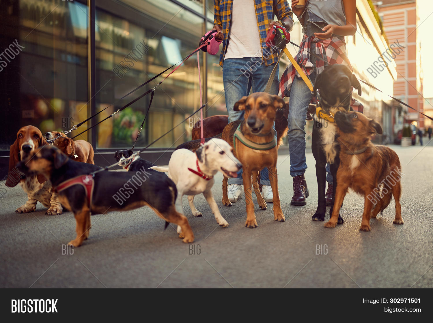 Group Dog Walking On Image & Photo (Free Trial) | Bigstock
