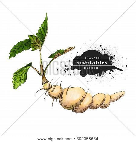 Stachys Root Isolated Image & Photo (Free Trial) | Bigstock