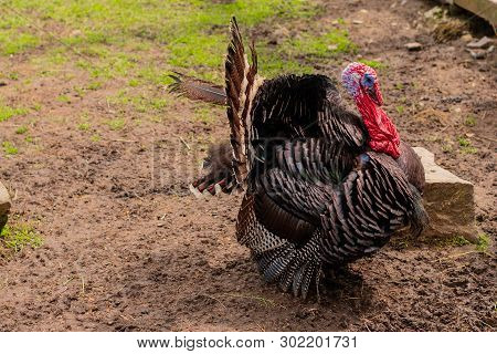 Beautiful Adult Multi- Image & Photo (Free Trial) | Bigstock