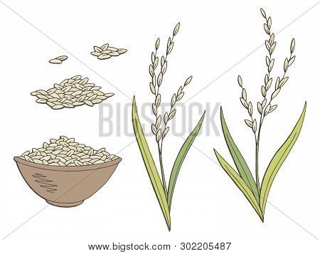 Rice Paddy Drawing Images, Illustrations & Vectors (Free) - Bigstock