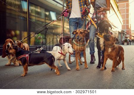 Group Dog Walking On Image & Photo (Free Trial) | Bigstock