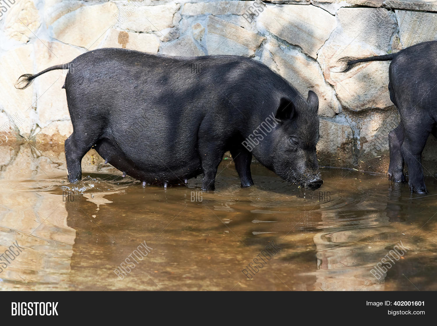 Family Black Boars Image & Photo (Free Trial) | Bigstock