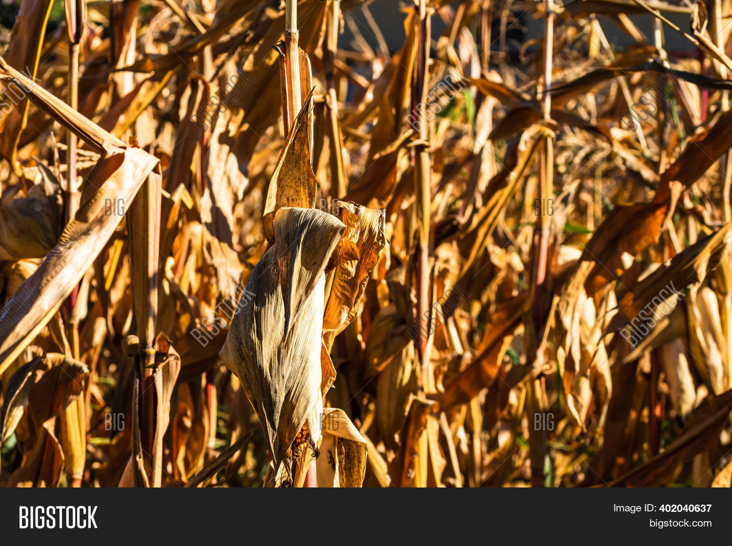 Ripe Dry Corn Stalks Image & Photo (Free Trial) | Bigstock