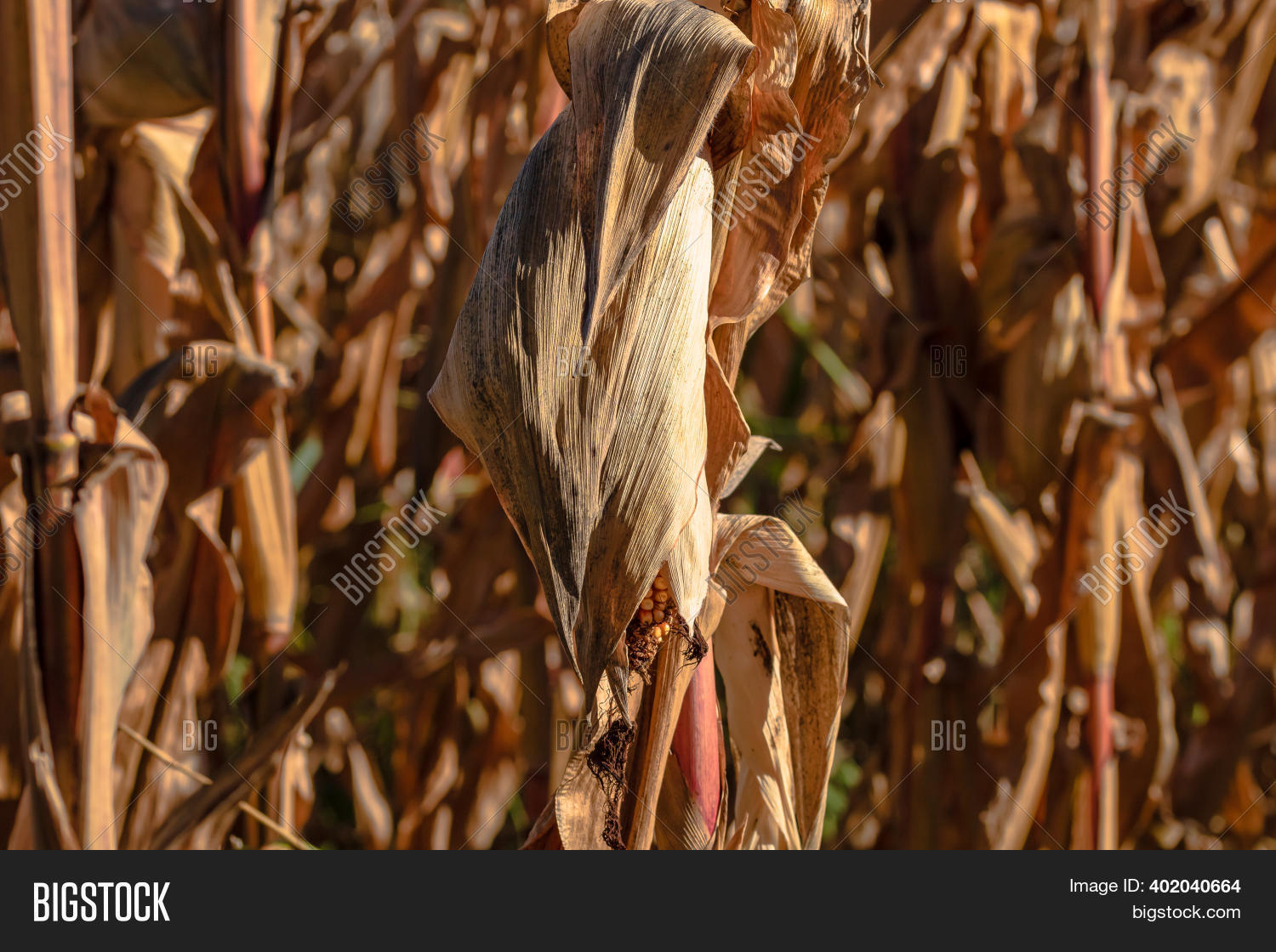 Ripe Dry Corn Stalks Image & Photo (Free Trial) | Bigstock