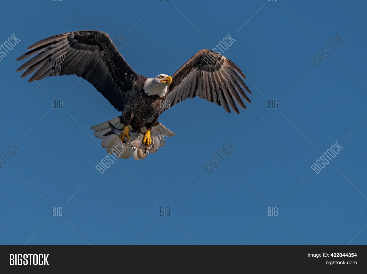 Bald Eagle Fish Talons Image & Photo (Free Trial) | Bigstock