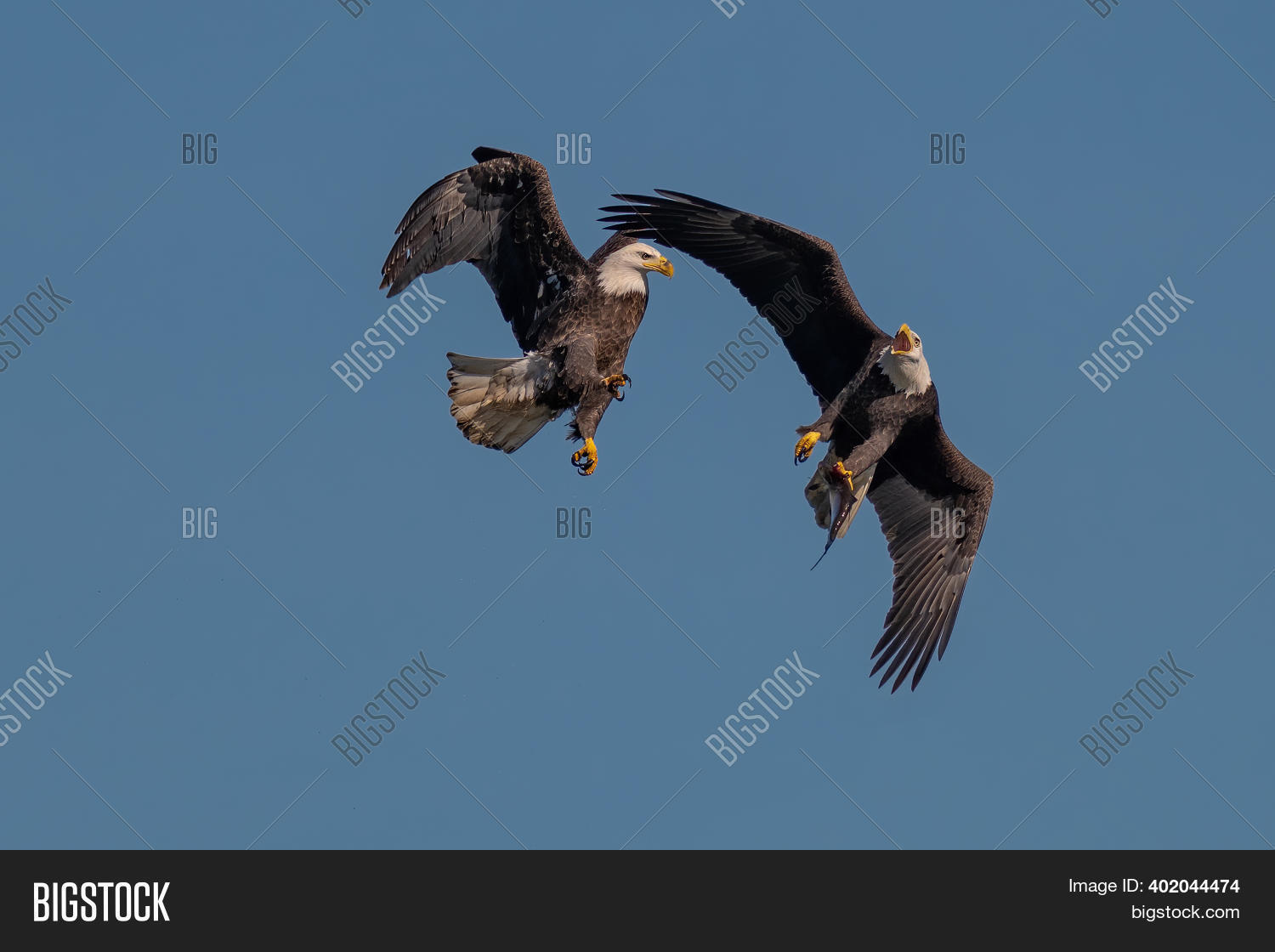 Imagen y foto Two Bald Eagles (prueba gratis) | Bigstock