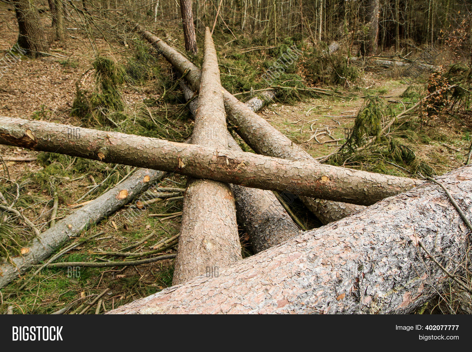Trees Lying On Ground Image & Photo (Free Trial) | Bigstock