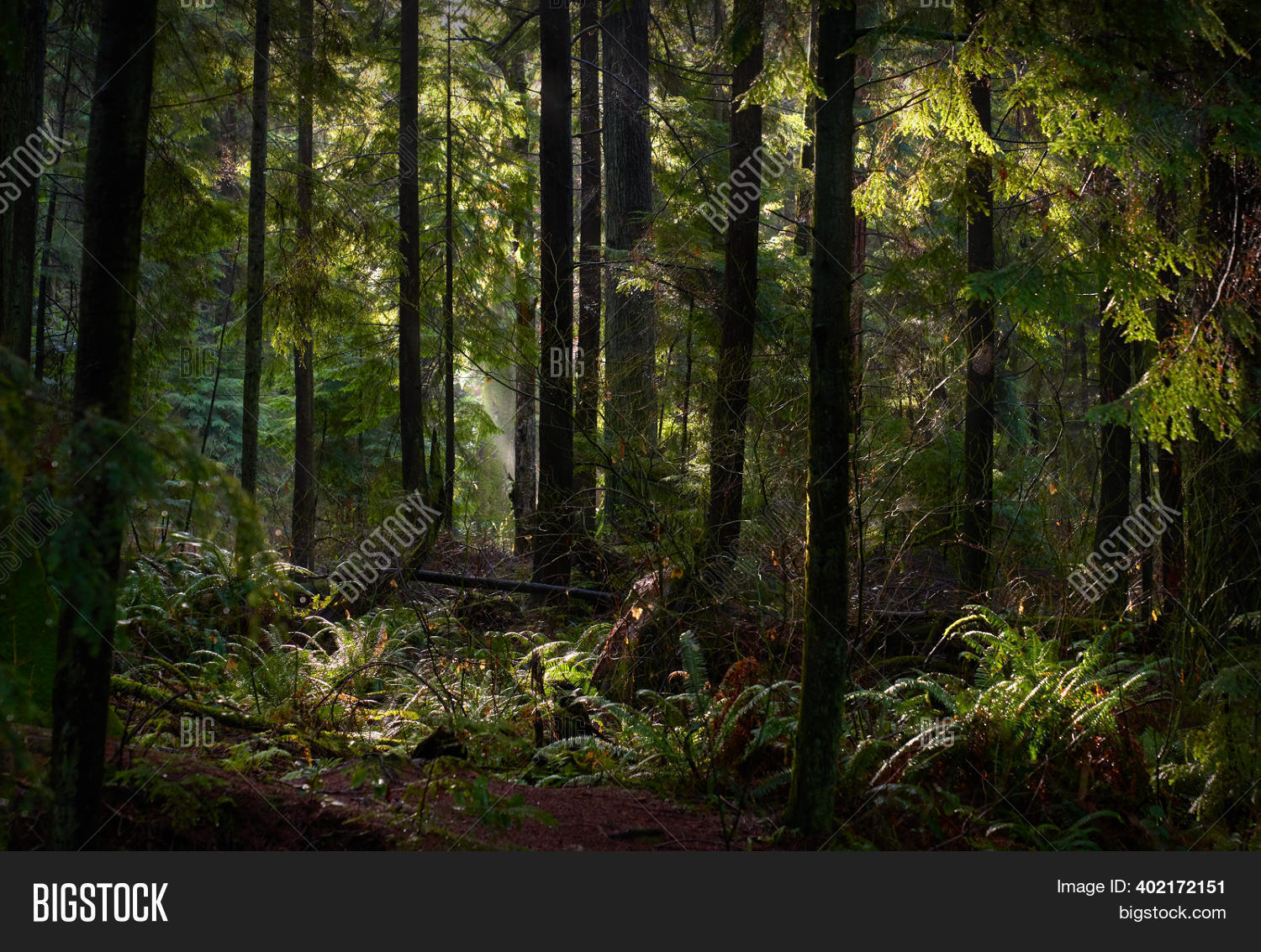 Rainforest Mist Sun. Image & Photo (Free Trial) | Bigstock