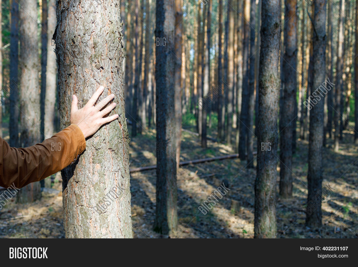 Male Hand On Tree Image & Photo (Free Trial) | Bigstock
