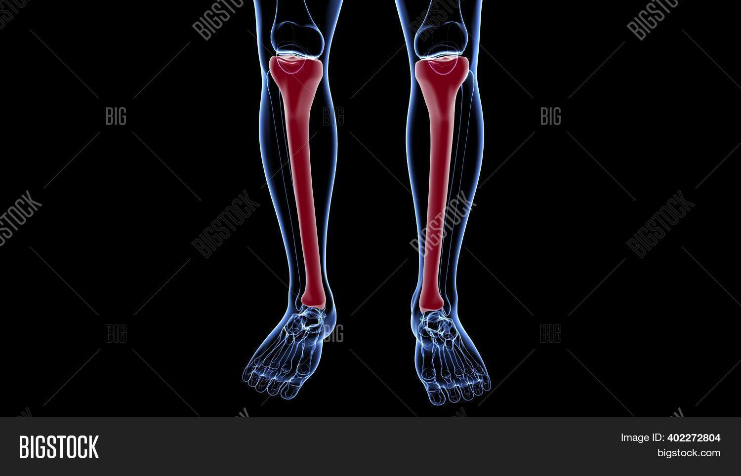 Human Skeleton Anatomy Image & Photo (Free Trial) | Bigstock