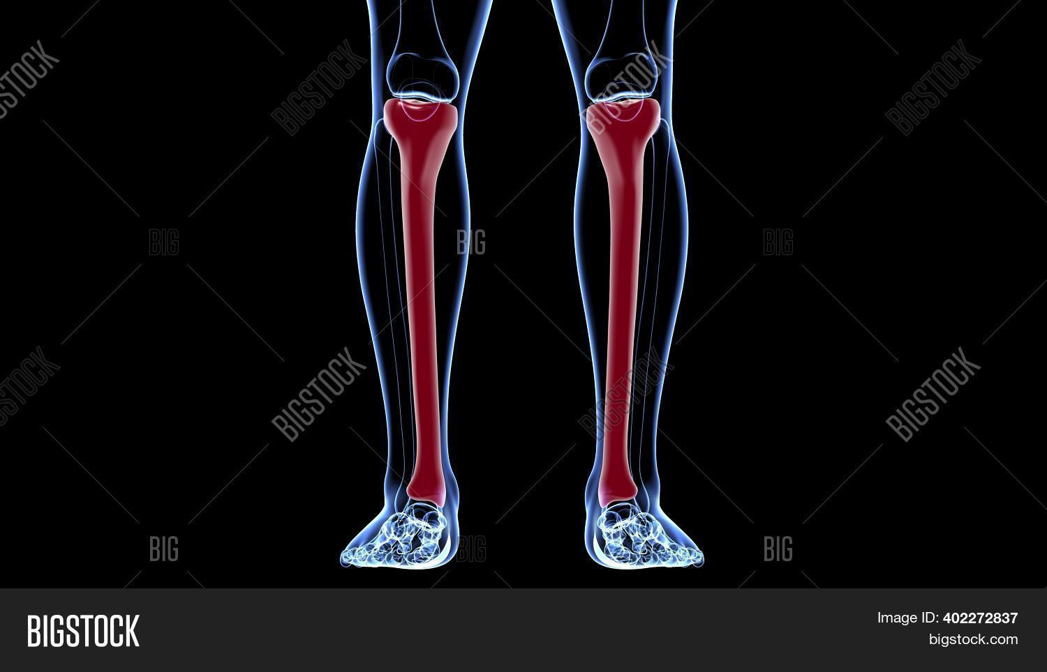 Human Skeleton Anatomy Image & Photo (Free Trial) | Bigstock