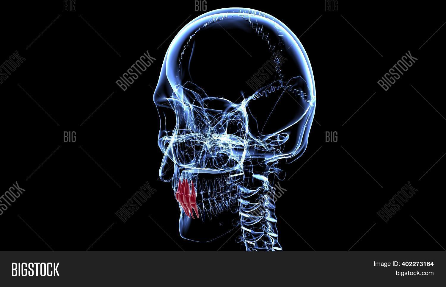 Human Teeth Incisors Image & Photo (Free Trial) | Bigstock