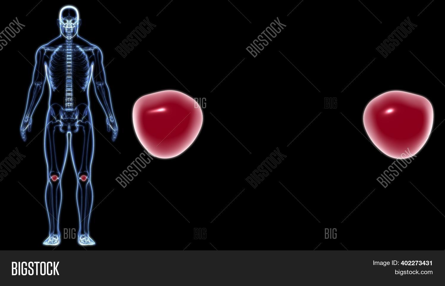 Human Skeleton Anatomy Image & Photo (Free Trial) | Bigstock