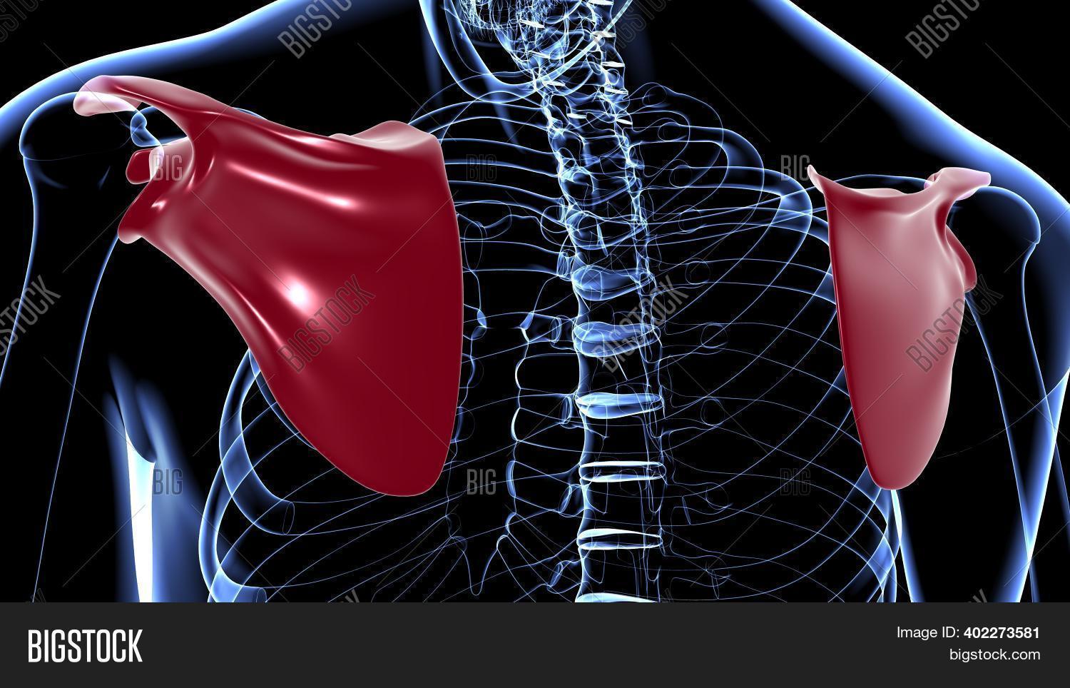 ภาพและภาพถ่าย (ทดลองใช้ฟรี) | Bigstock