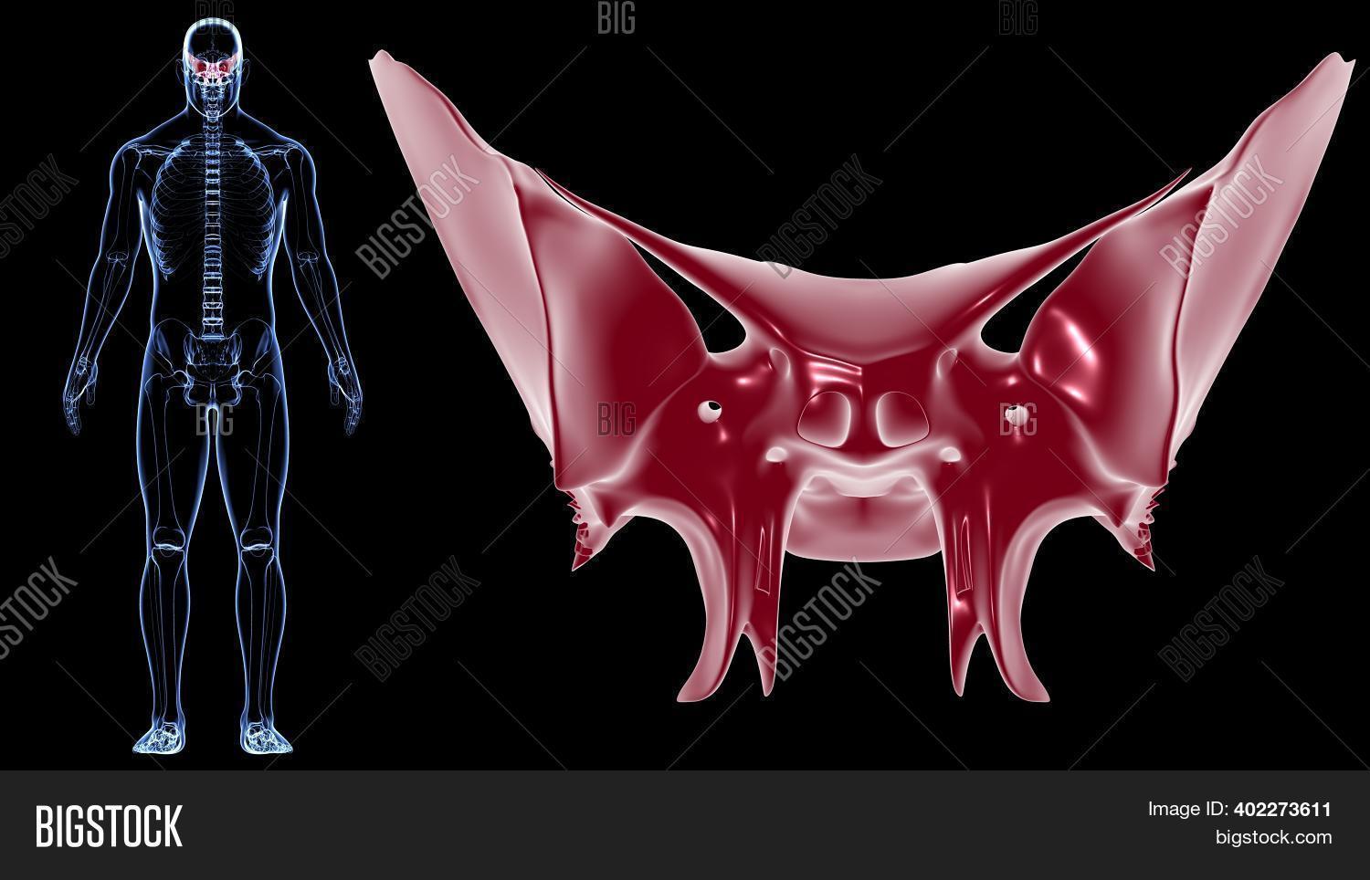 Human Skeleton Skull Image & Photo (Free Trial) | Bigstock