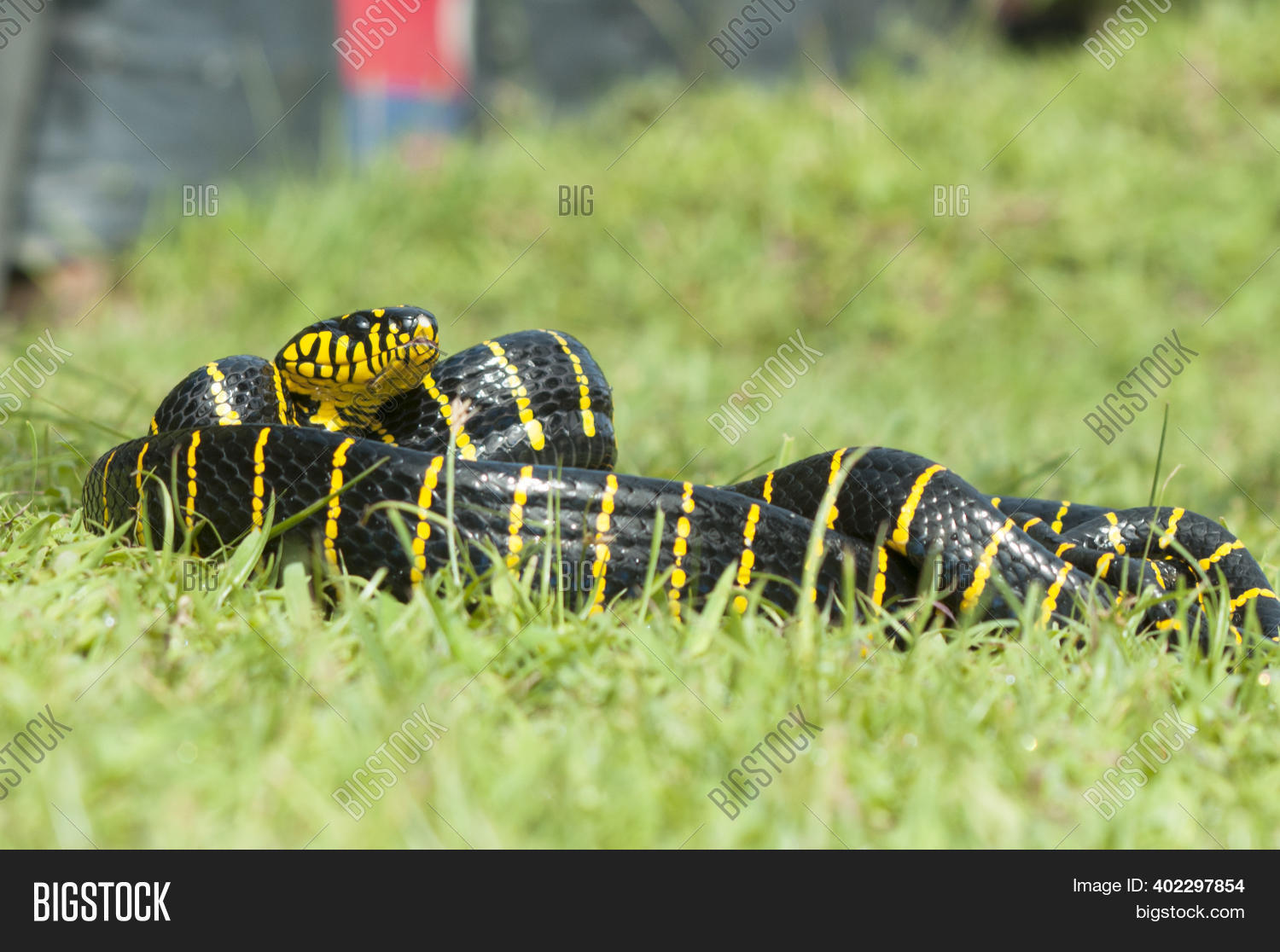 Boiga Dendrophila, Image & Photo (Free Trial) | Bigstock