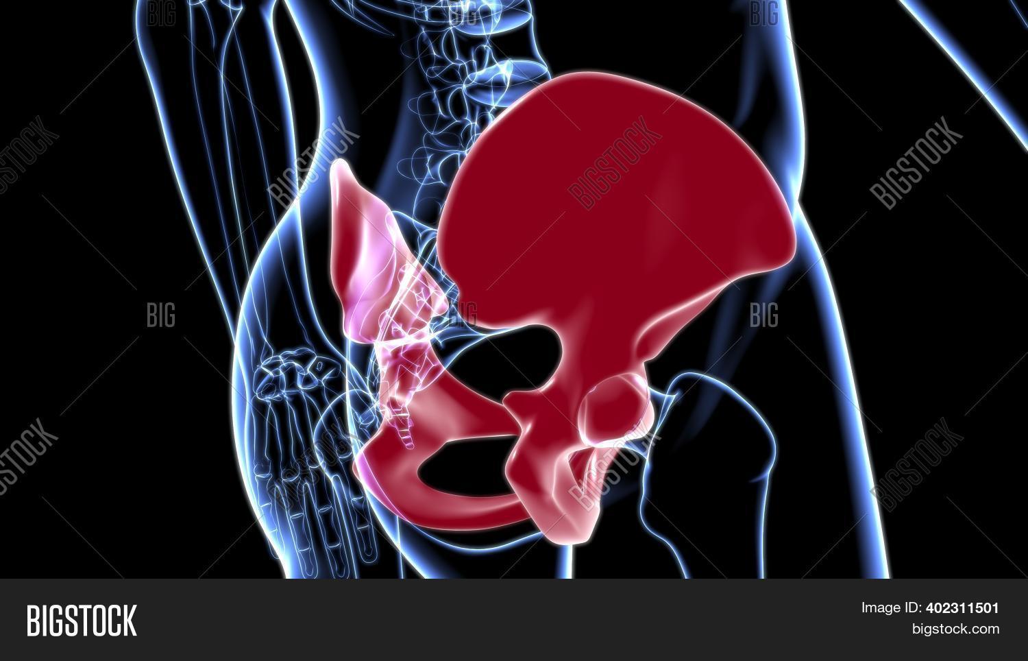 Human Skeleton Hip Image & Photo (Free Trial) | Bigstock