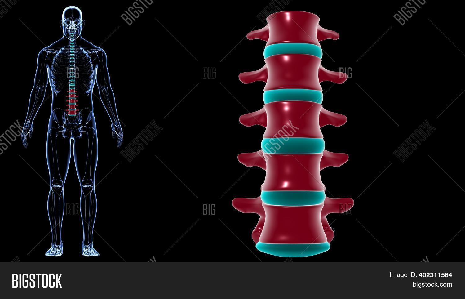 Human Skeleton Image & Photo (Free Trial) | Bigstock