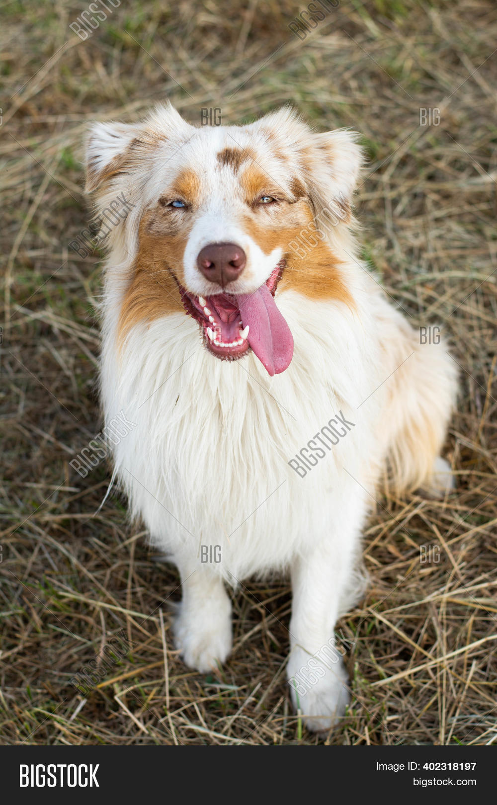 Beautiful Red Merle Image & Photo (Free Trial) | Bigstock
