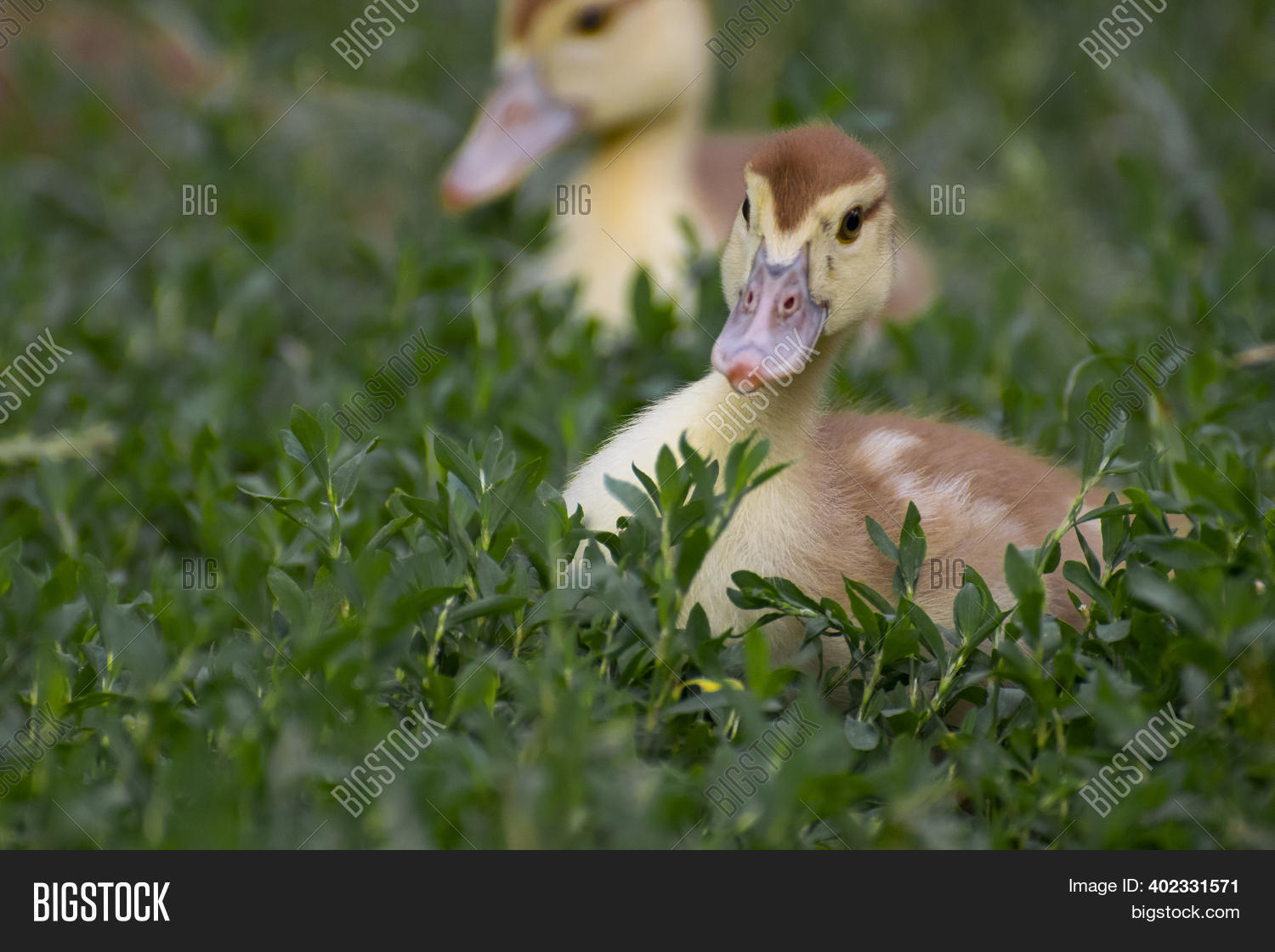 Small Yellow Duckling Image & Photo (Free Trial) | Bigstock