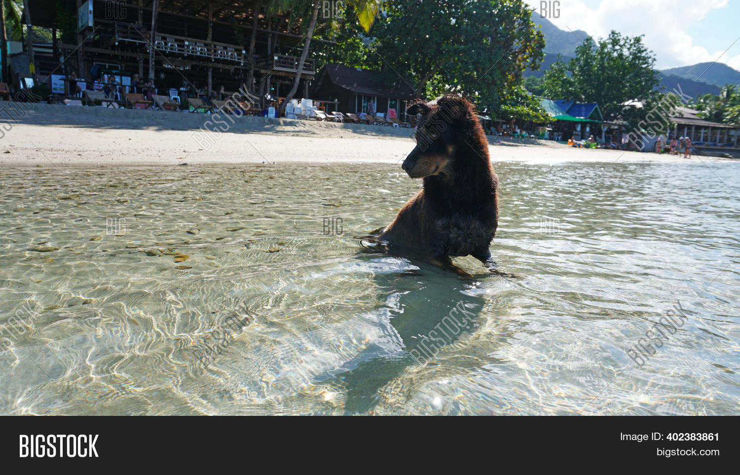 Dog Sits Sea Enjoys Image & Photo (Free Trial) | Bigstock