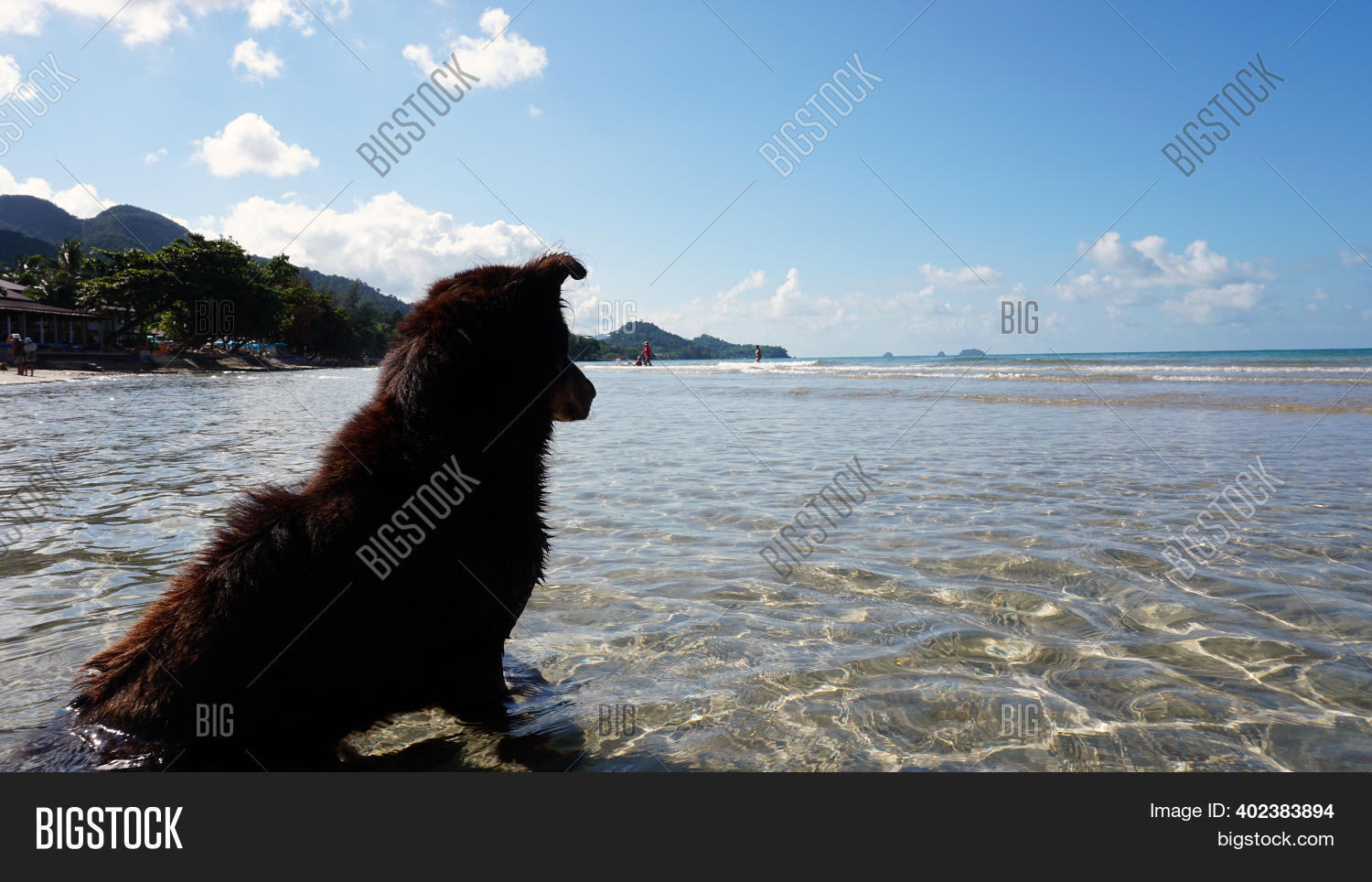 Dog Sits Sea Enjoys Image & Photo (Free Trial) | Bigstock
