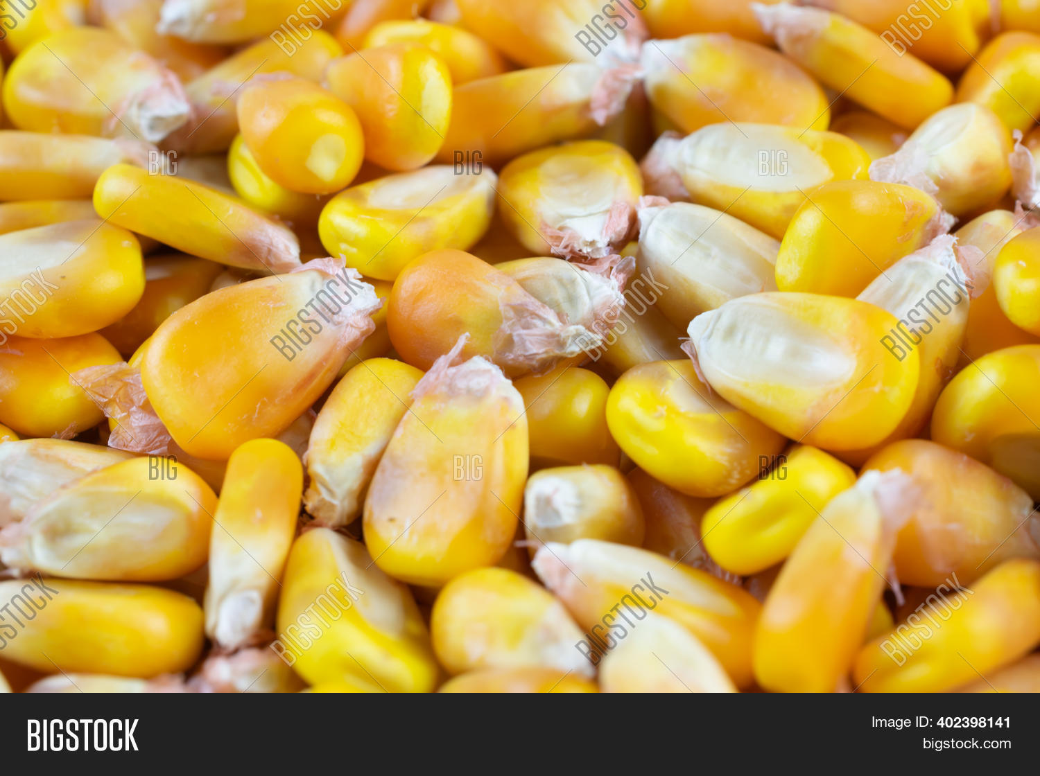Yellow Corn Kernels Image & Photo (Free Trial) | Bigstock