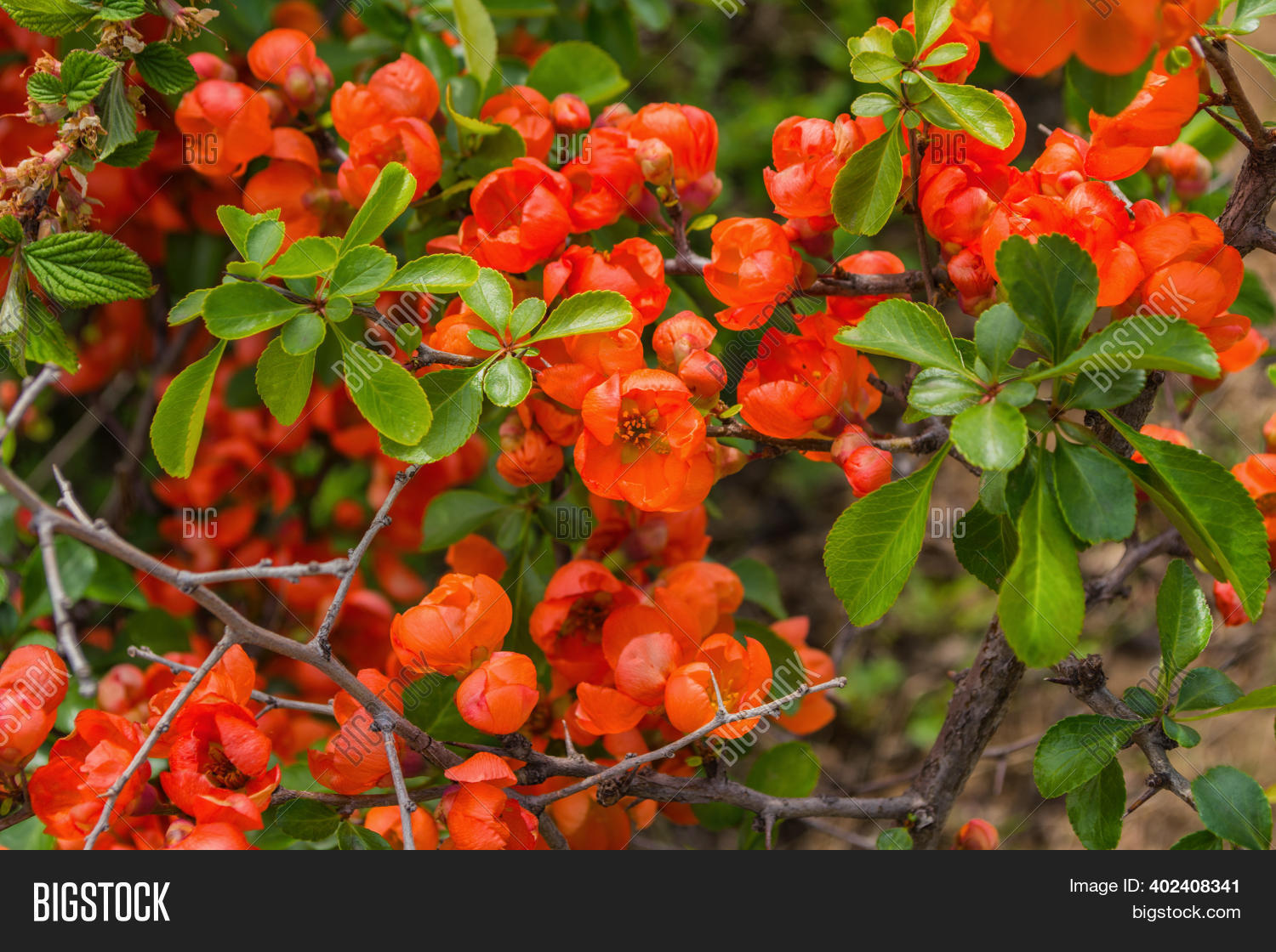 Flowering Quince Image & Photo (Free Trial) | Bigstock