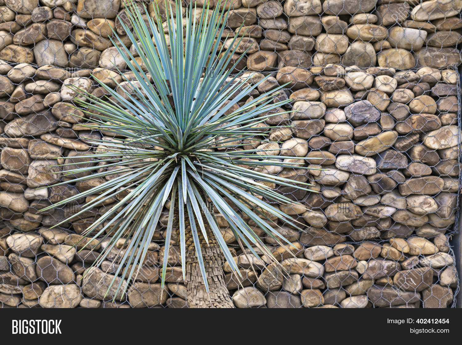 Decorative Palm Tree Image & Photo (Free Trial) | Bigstock