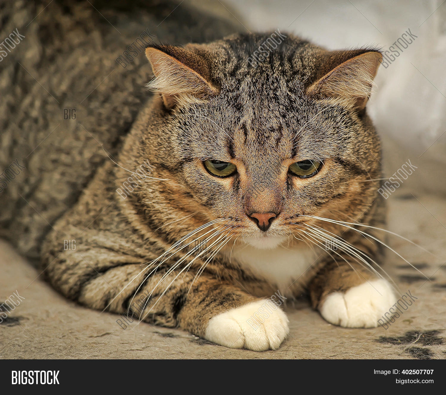 Striped Brown Cat Image & Photo (Free Trial) | Bigstock