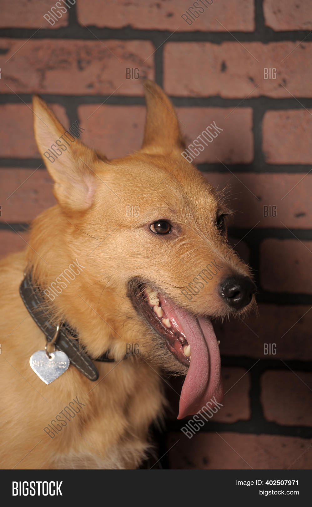 Cute Happy Red Dog Image & Photo (Free Trial) | Bigstock