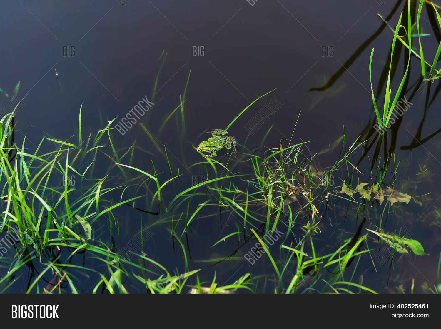 Charming Little Frog Image & Photo (Free Trial) | Bigstock