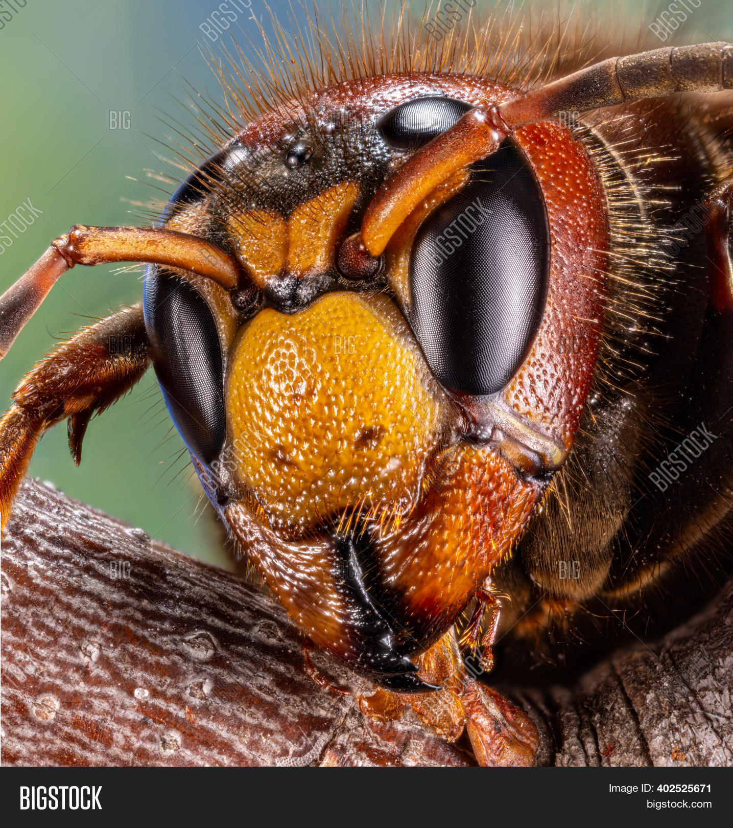 Micro Shot Hornet Image & Photo (Free Trial) | Bigstock