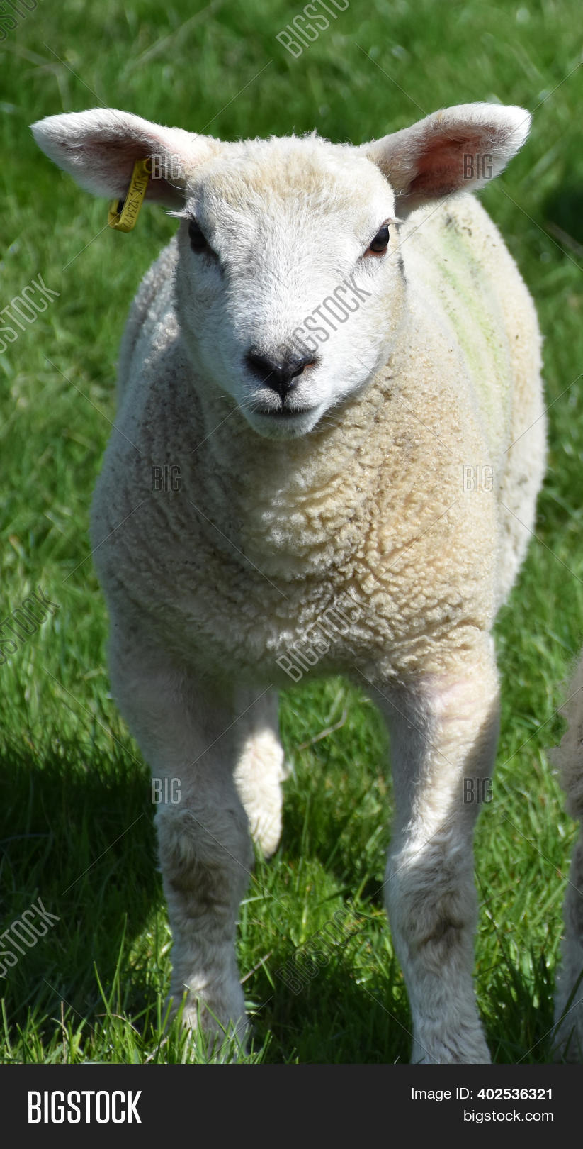 Adorable Lamb Playing Image & Photo (Free Trial) | Bigstock