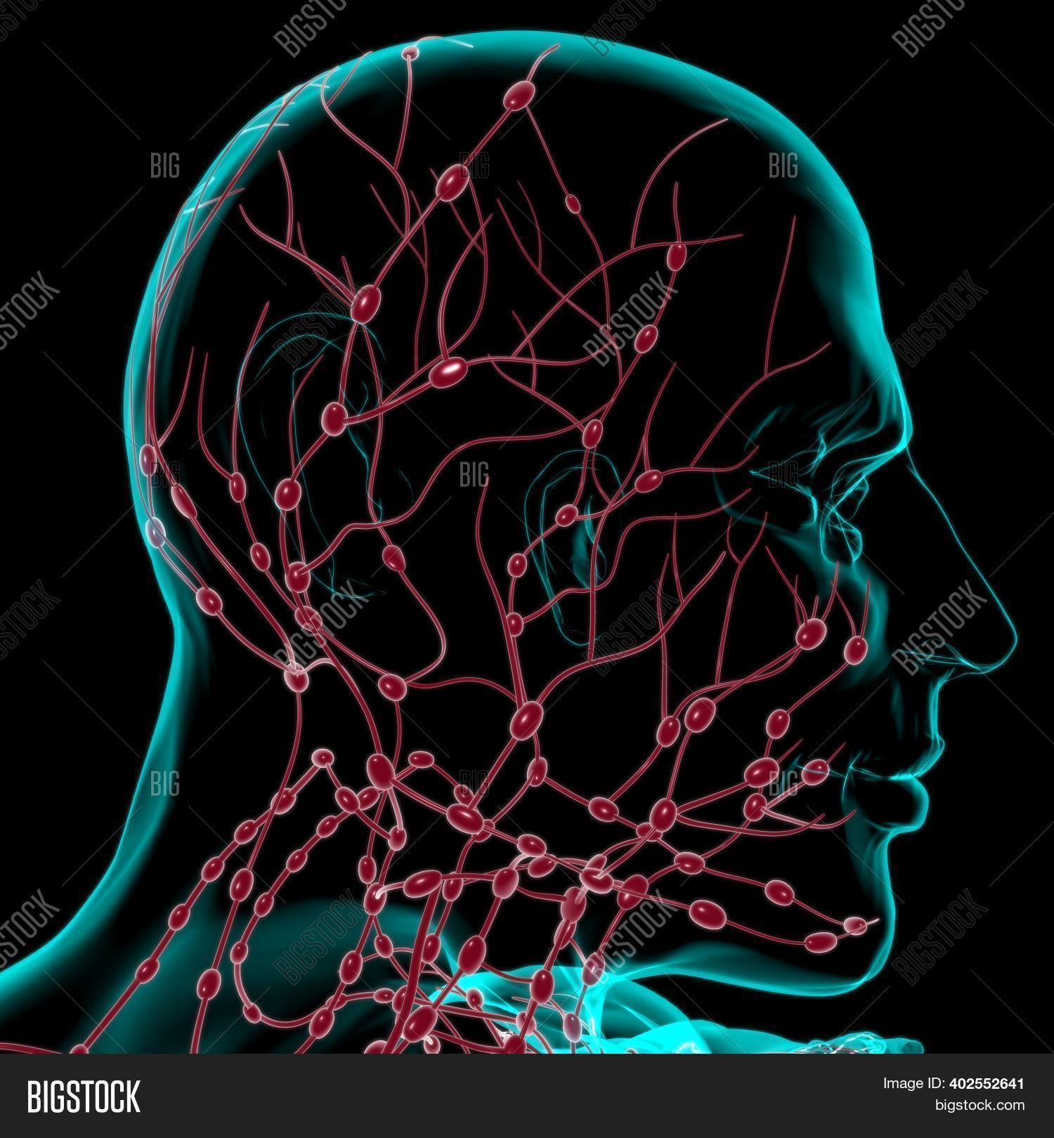 Human Lymph Nodes Image & Photo (Free Trial) | Bigstock
